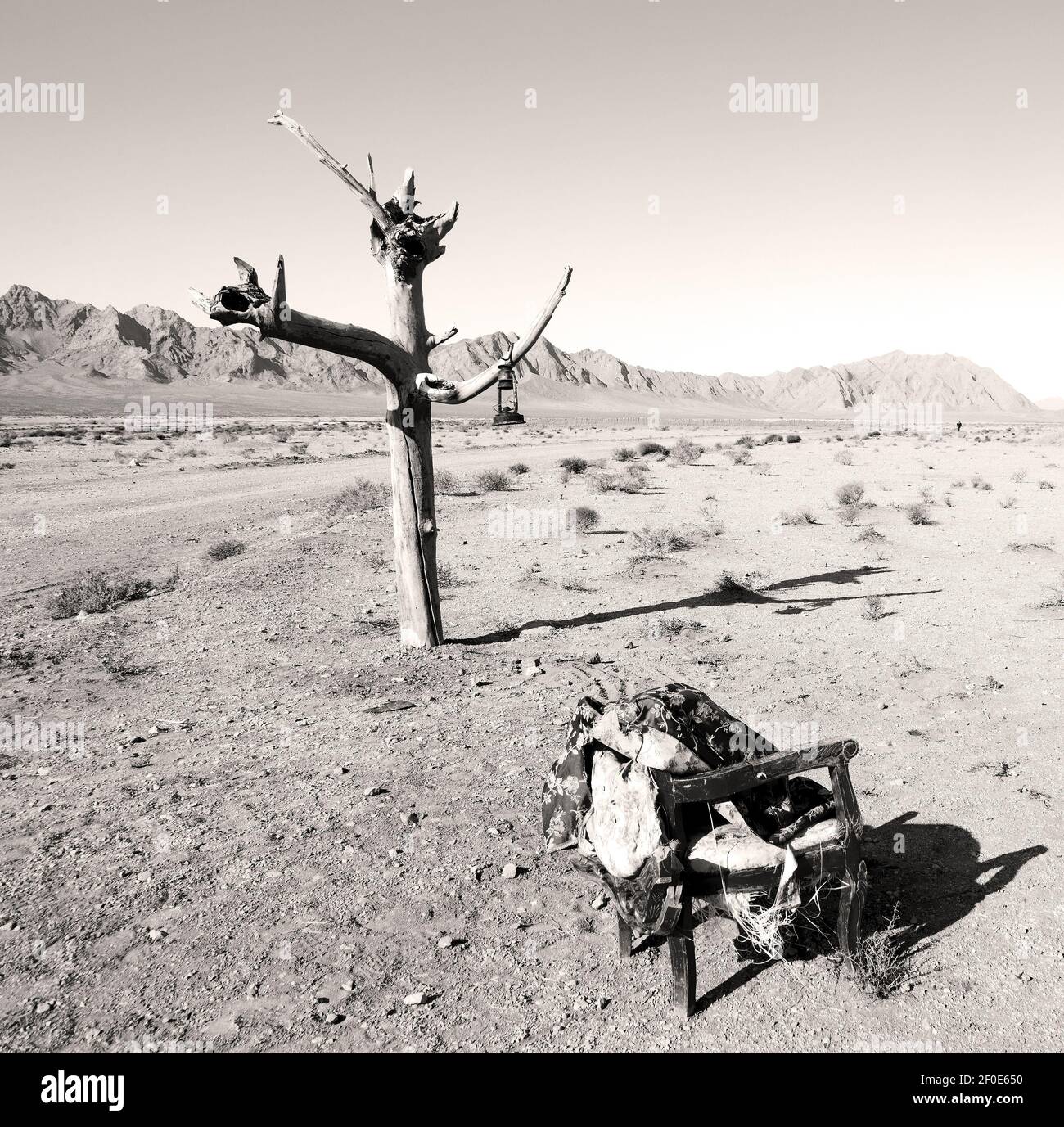 Tree in lut desert hi-res stock photography and images - Alamy