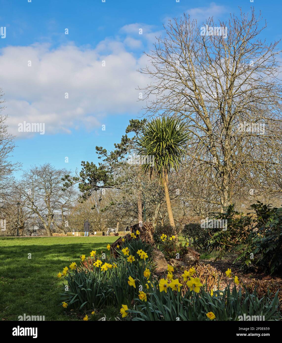 Bright yellow Daffodils to welcome in the Springtime. Devonport Park in ...