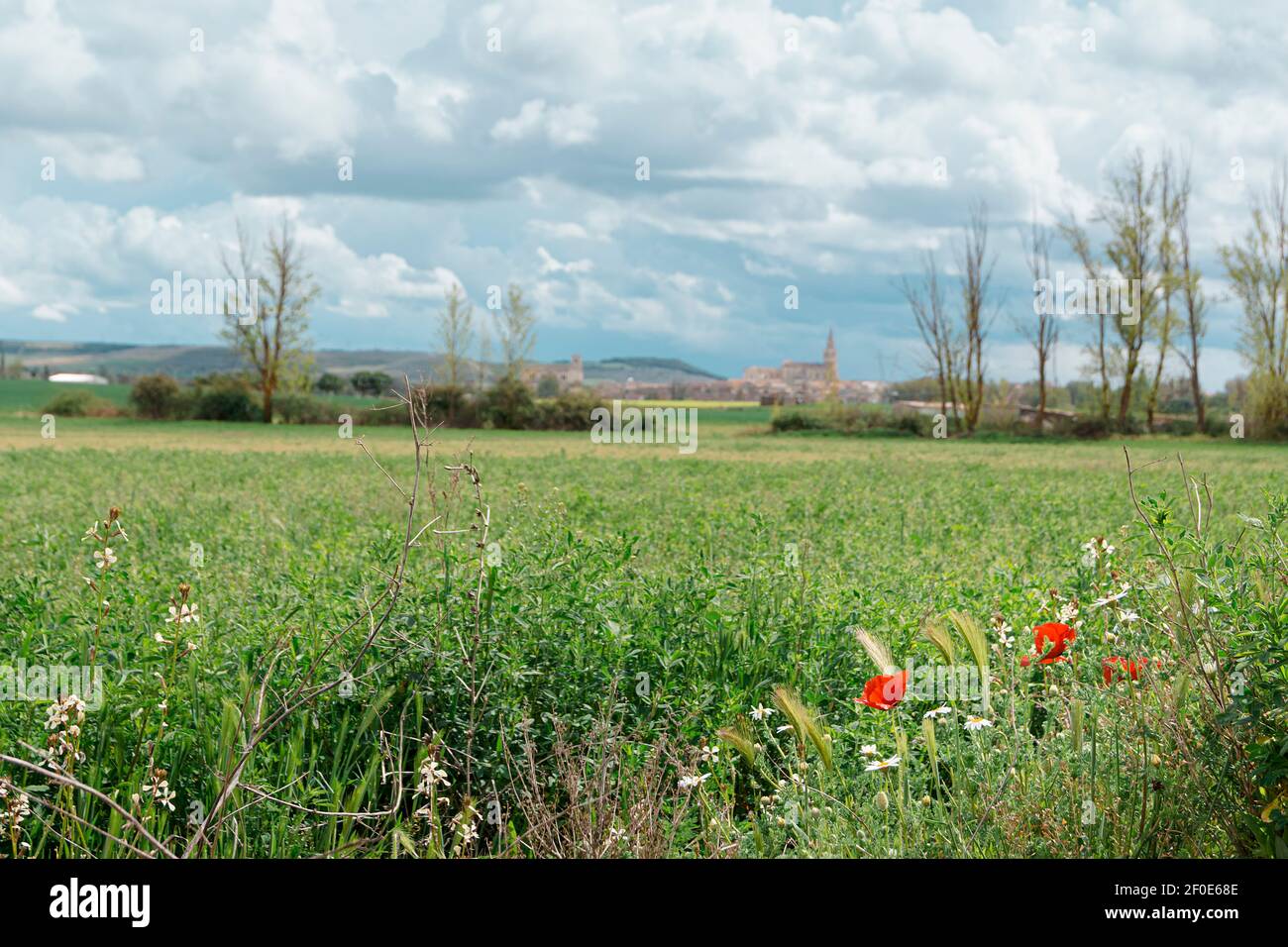 Red rose flowers landscape hi-res stock photography and images - Alamy
