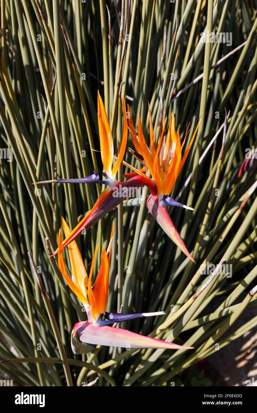 Strelitzias, plant family Strelitziaceae or Bird of Paradise flowers ...