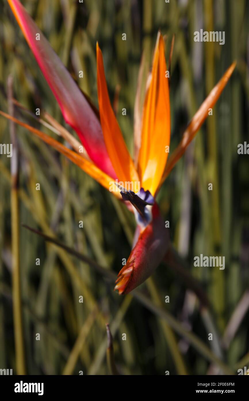 Bird of Paradise flower, or Strelitzia, plant family Strelitziaceae ...