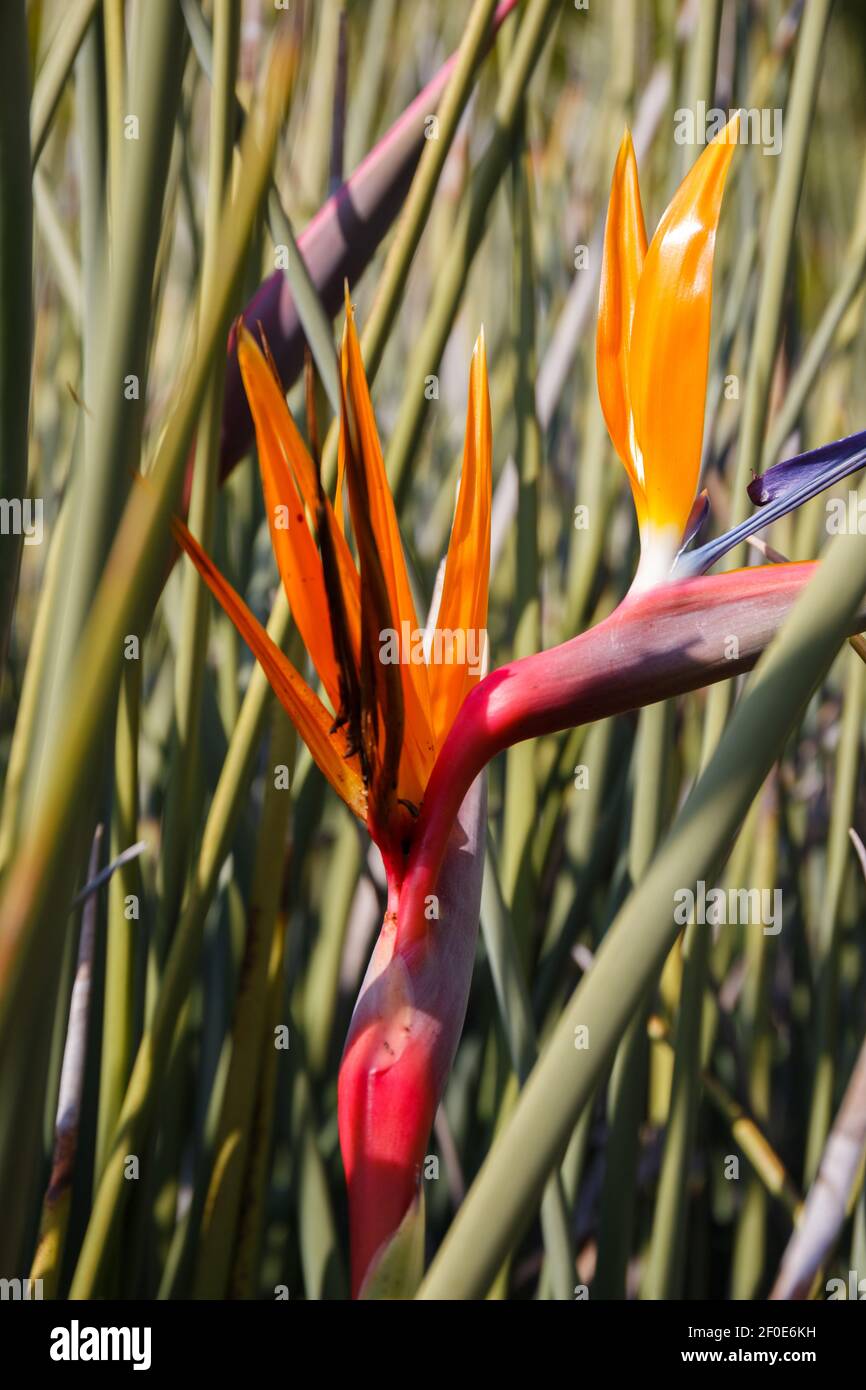Bird of Paradise flower, or Strelitzia, plant family Strelitziaceae ...
