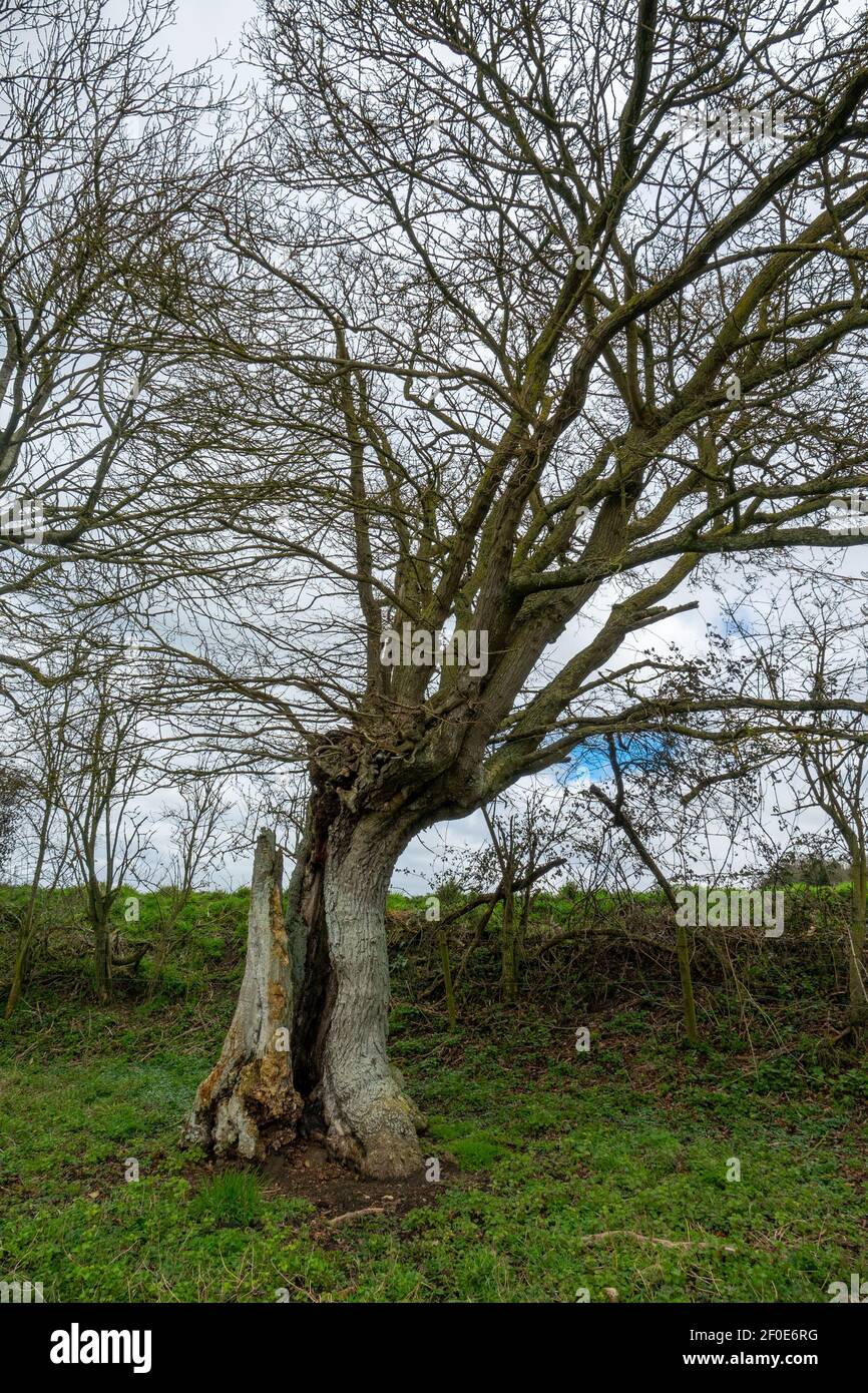 Split hollow tree hi-res stock photography and images - Alamy
