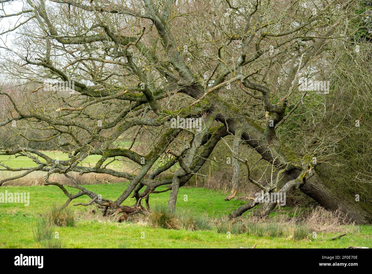 Large, fallen, tree, field hedge Stock Photo - Alamy