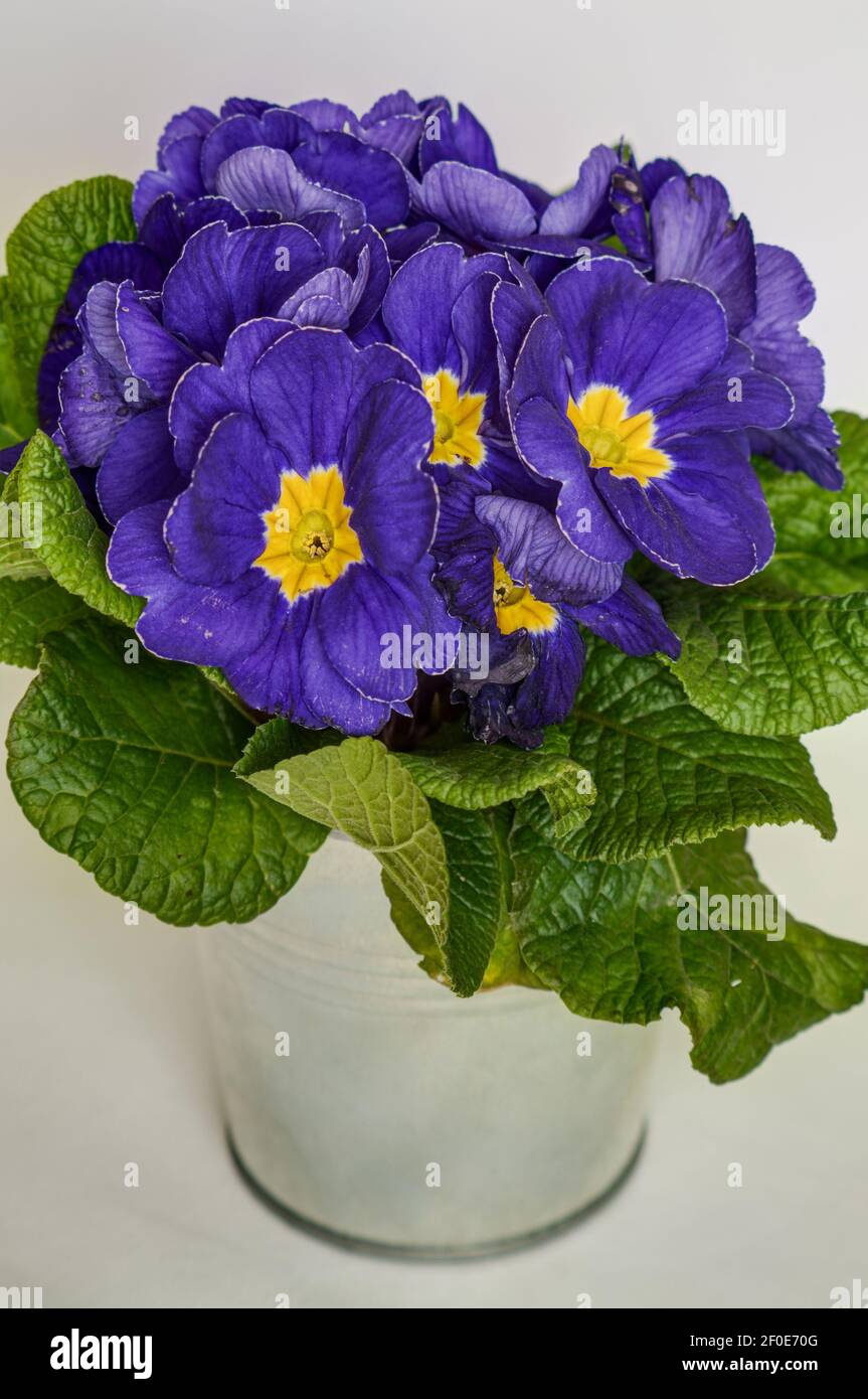 Delph flowers hi-res stock photography and images - Alamy