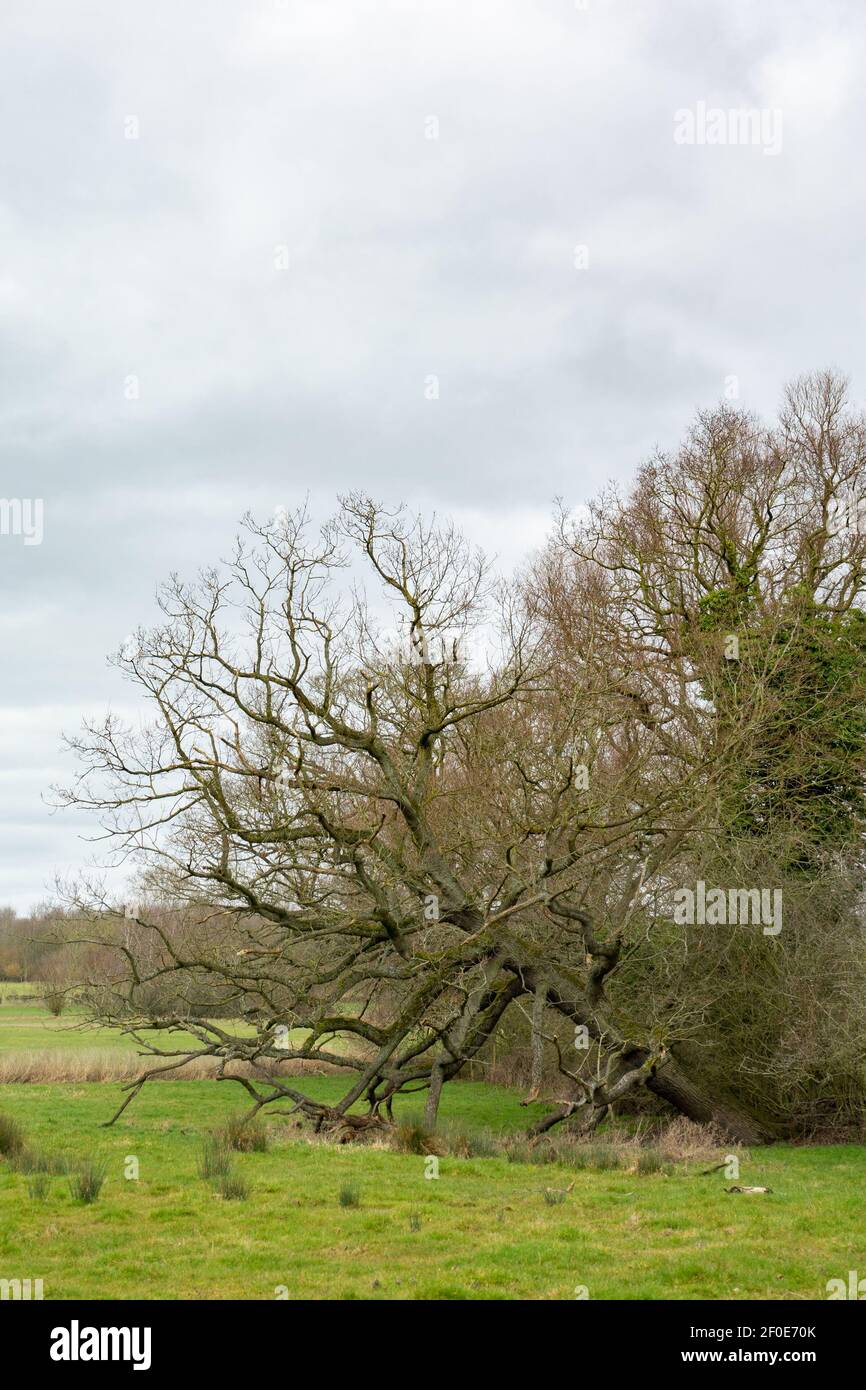 Tree field hedge hi-res stock photography and images - Alamy