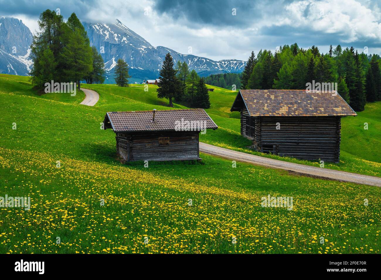 Alpine field of flowers hi-res stock photography and images - Alamy