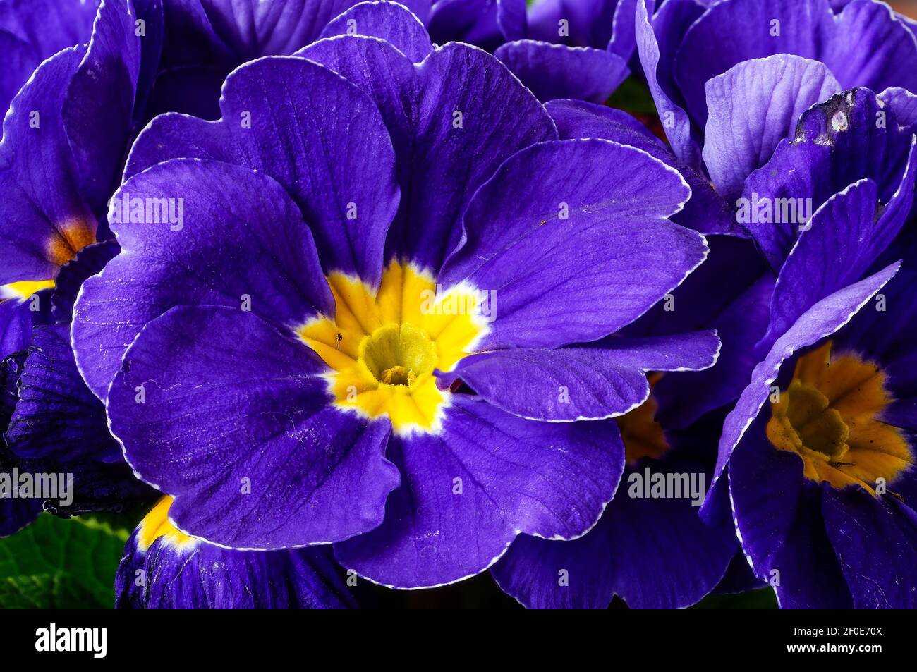 Primula vulgaris,Polyanthus or Primrose,variety Delph, colourful ...