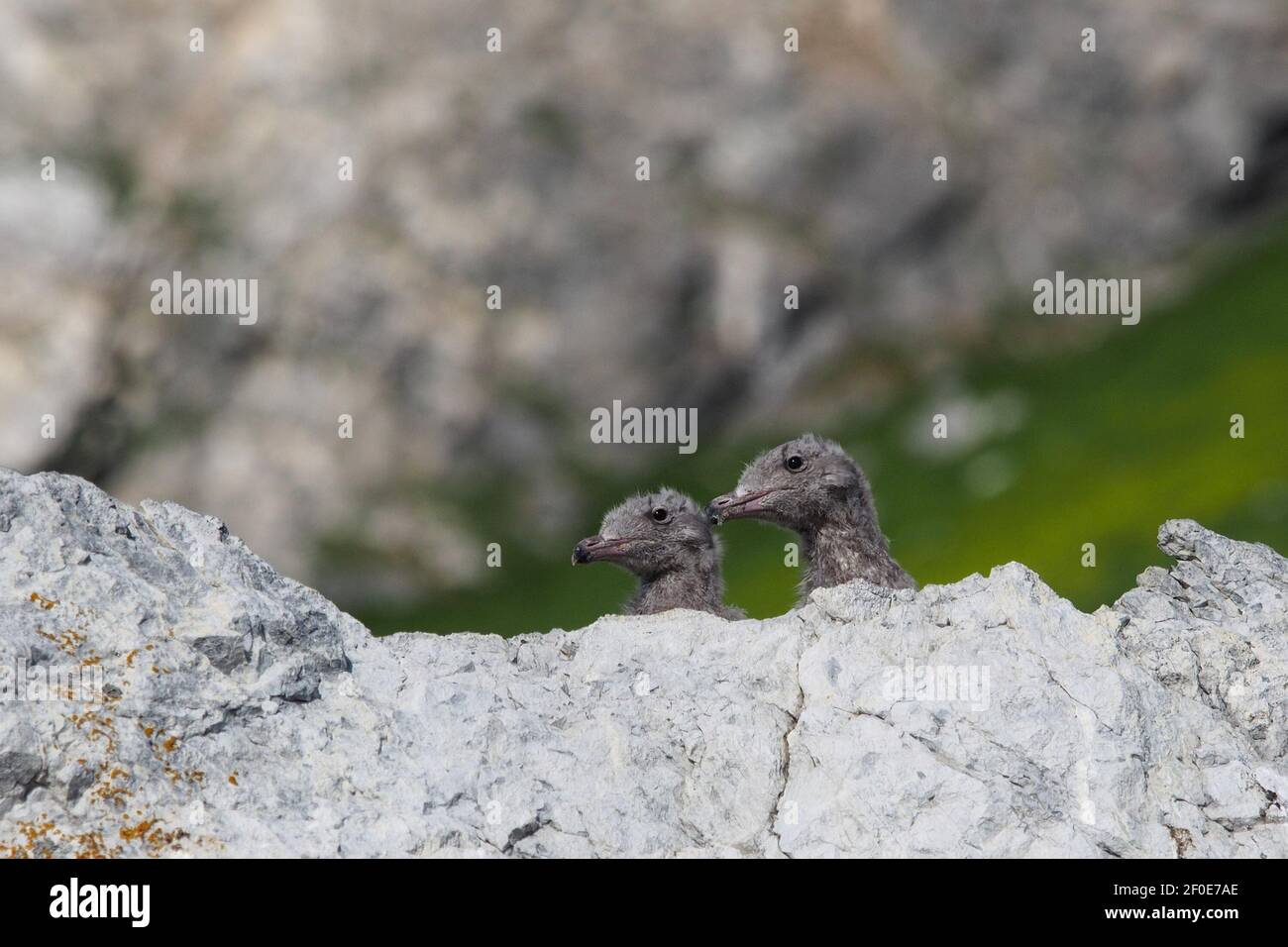 arctic skua chicks, Svalbard Stock Photo - Alamy