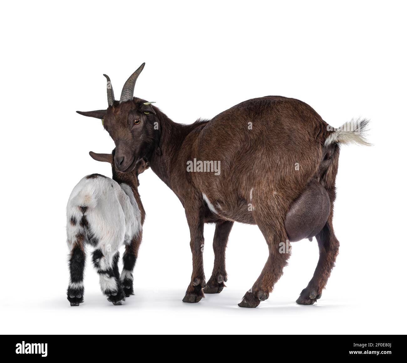 Full udder hi-res stock photography and images - Alamy