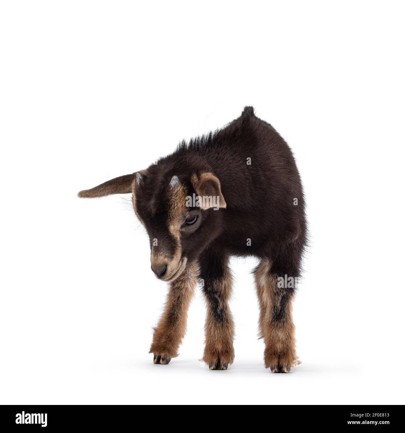 Cute little goat. Standing facing front with head down showing ...