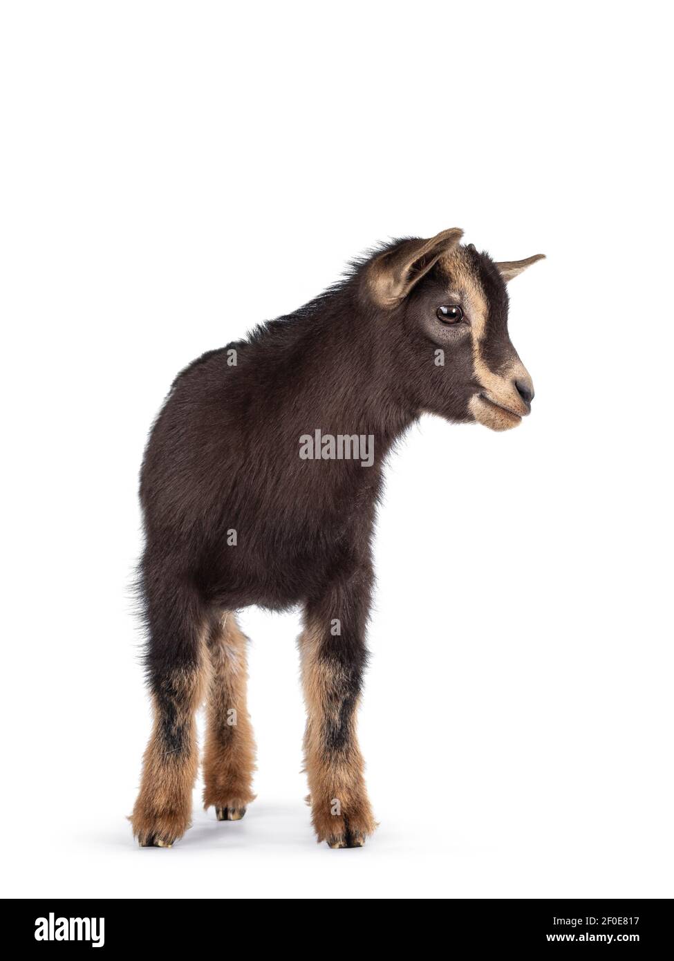 Cute little goat. Standing facing front with head turned to the side ...