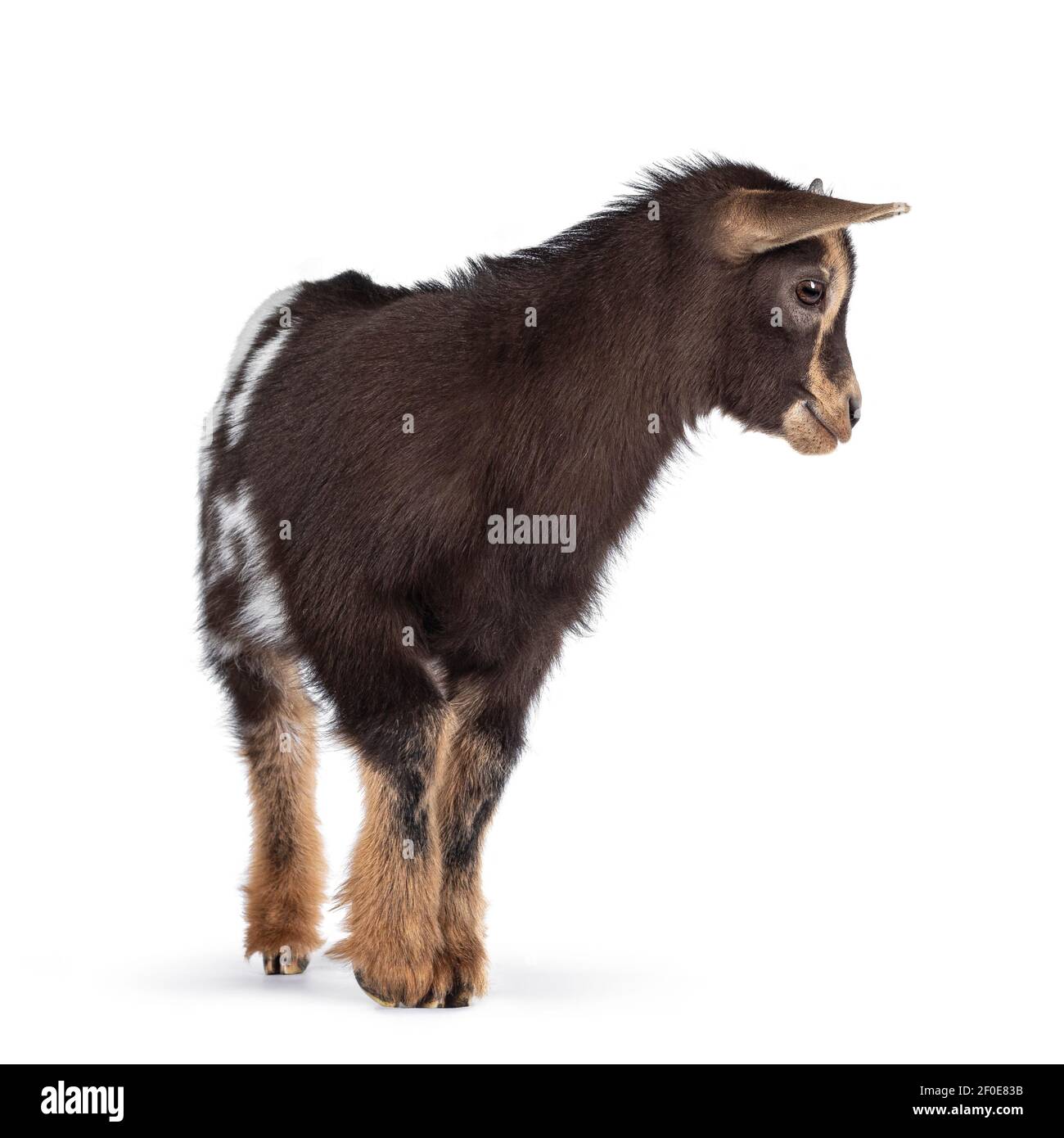 Cute little goat. Standing facing front with head turned to the side ...