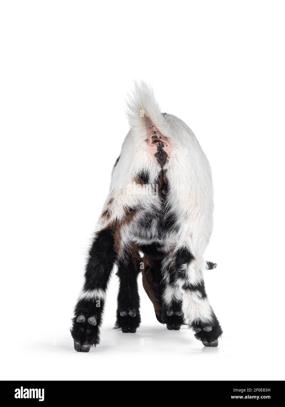 Hind side of baby goat. Isolated on white background Stock Photo - Alamy