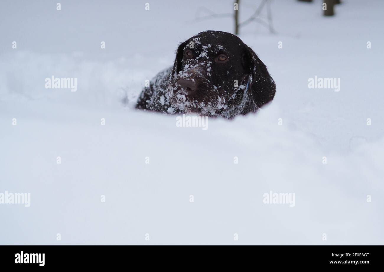 Hunting dog in winter in the field, winter hunting Stock Photo - Alamy
