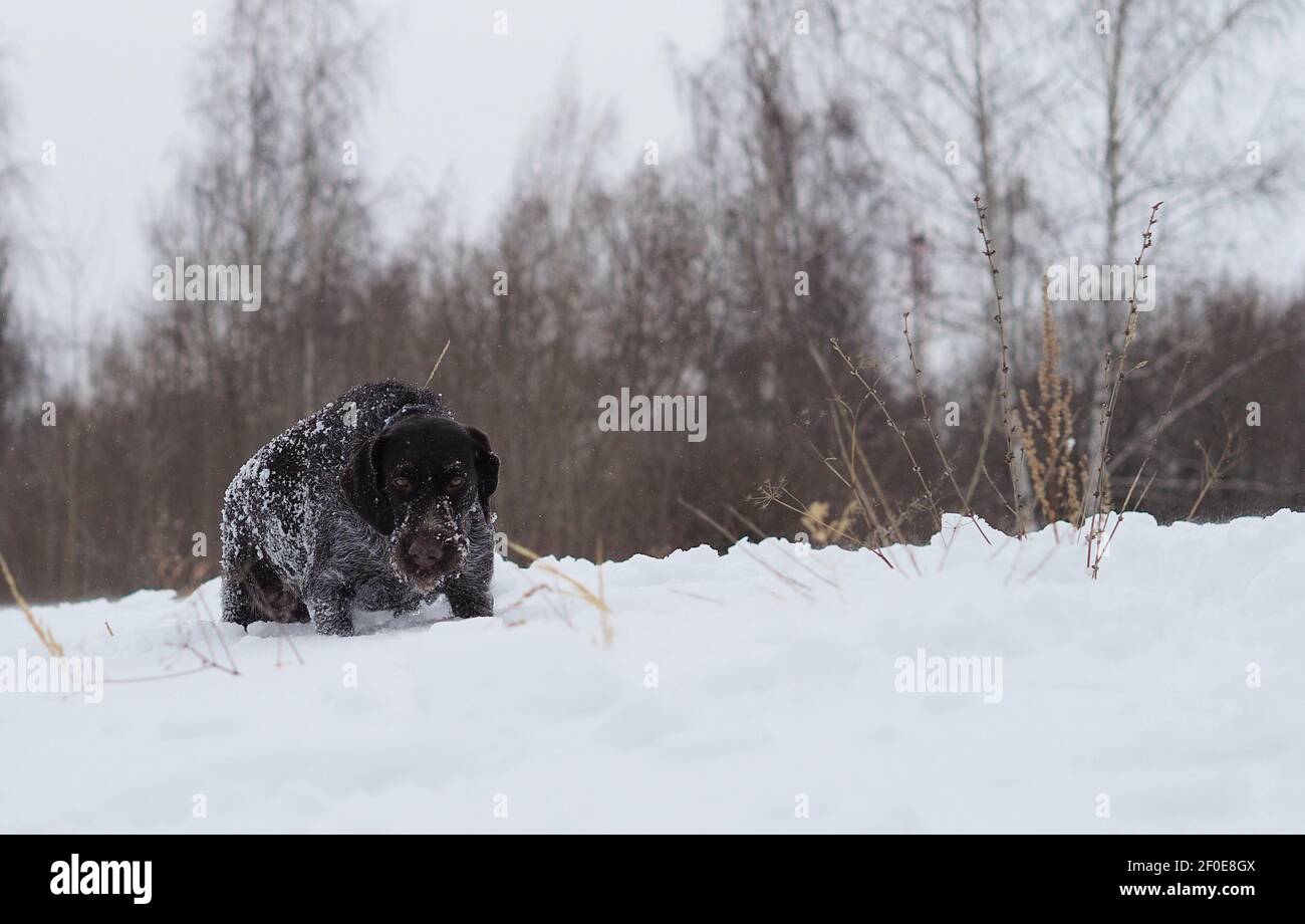Hunting dog in winter in the field, winter hunting Stock Photo - Alamy