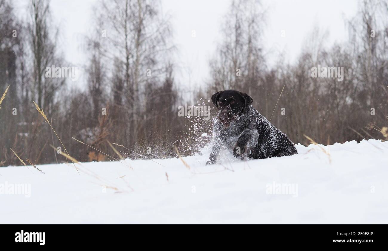 Hunting dog in winter in the field, winter hunting Stock Photo - Alamy