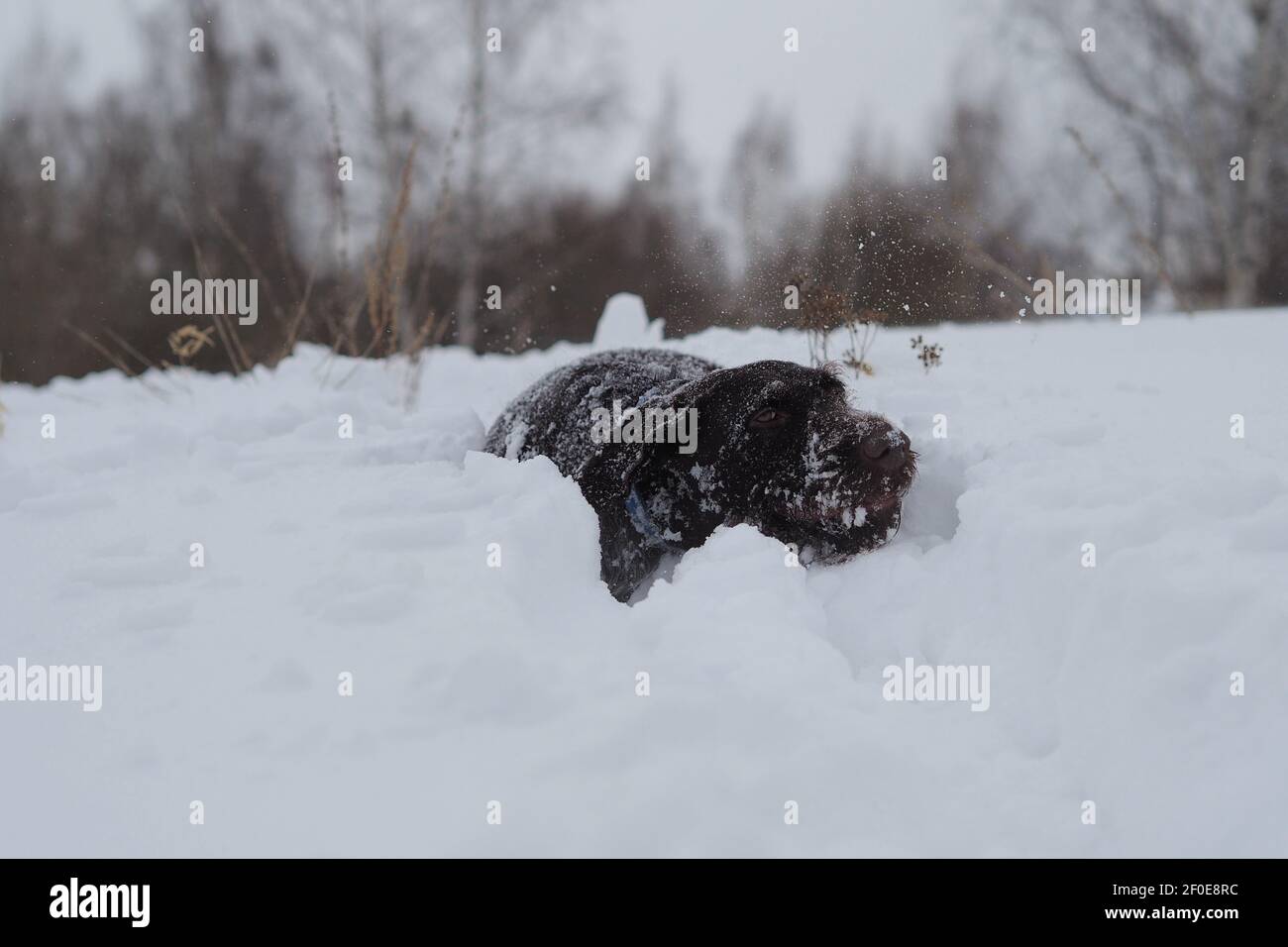 Hunting dog in winter in the field, winter hunting Stock Photo - Alamy