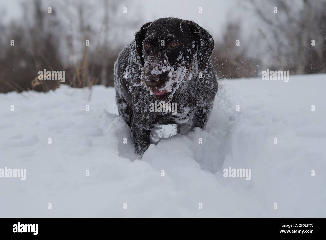 Winter field snow hi-res stock photography and images - Alamy