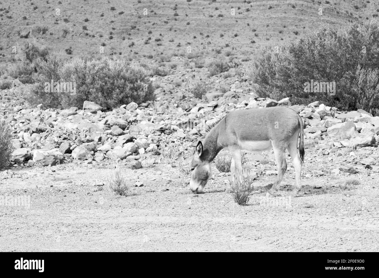 Donkey and horse Black and White Stock Photos & Images - Alamy