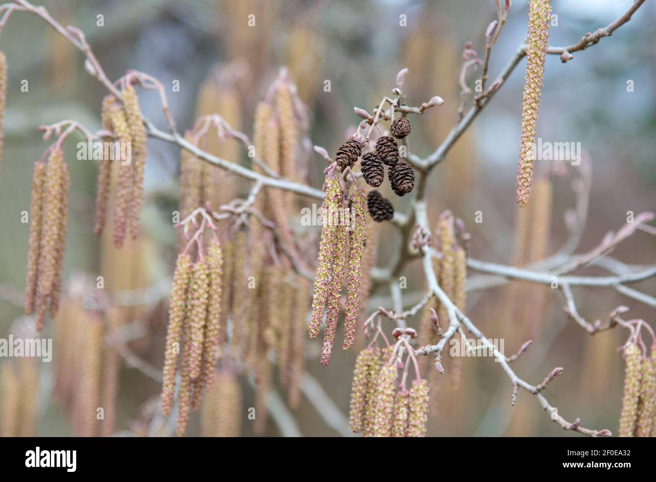european alder with flowers Stock Photo - Alamy