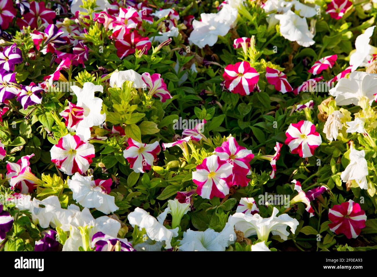 In oman flowers and garden the spring colors Stock Photo - Alamy