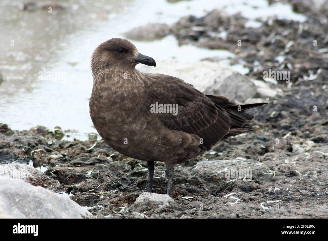 Skua close-up in Antarctica Stock Photo - Alamy
