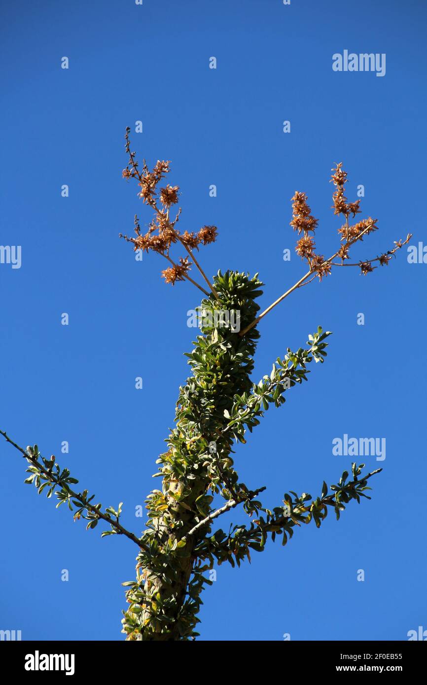 Blooming boojum tree Baja California Sur, Mexico Stock Photo - Alamy
