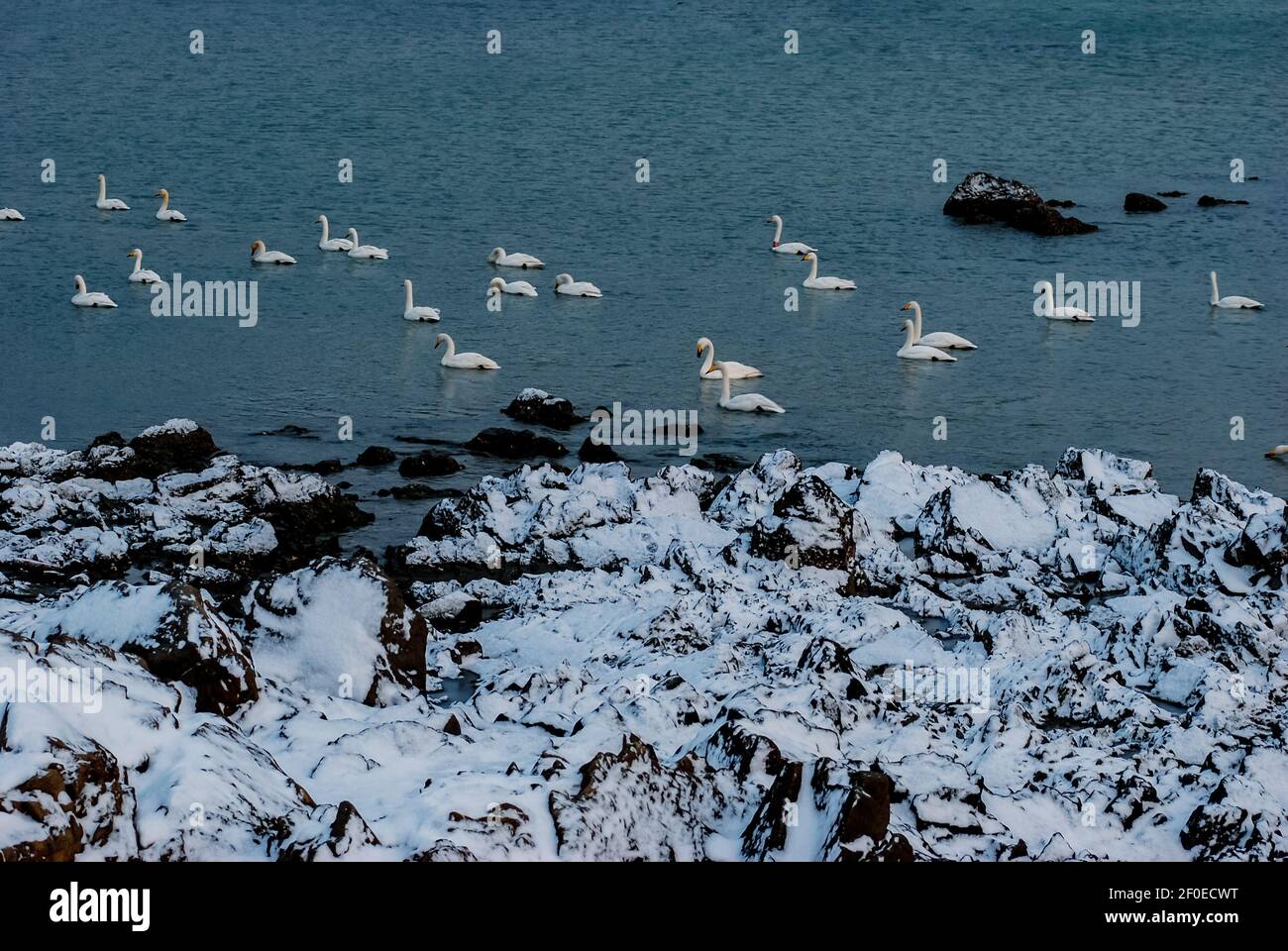 --FILE--Swans wander and swim, showing grace and elegance to tourists ...