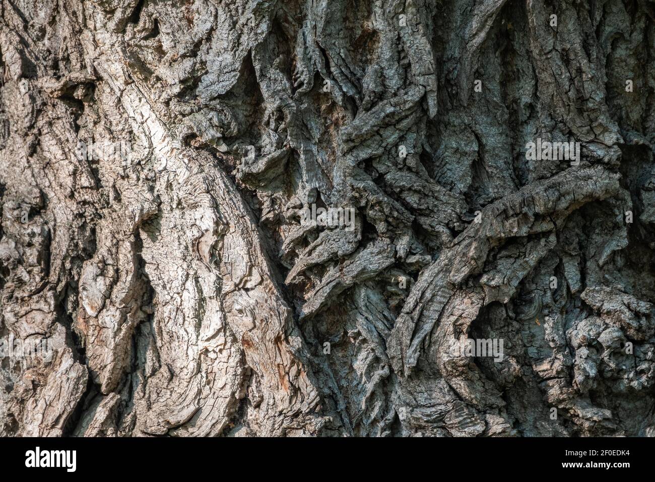 Texture of the bark of old maple tree. Cracked bark, embossed texture ...