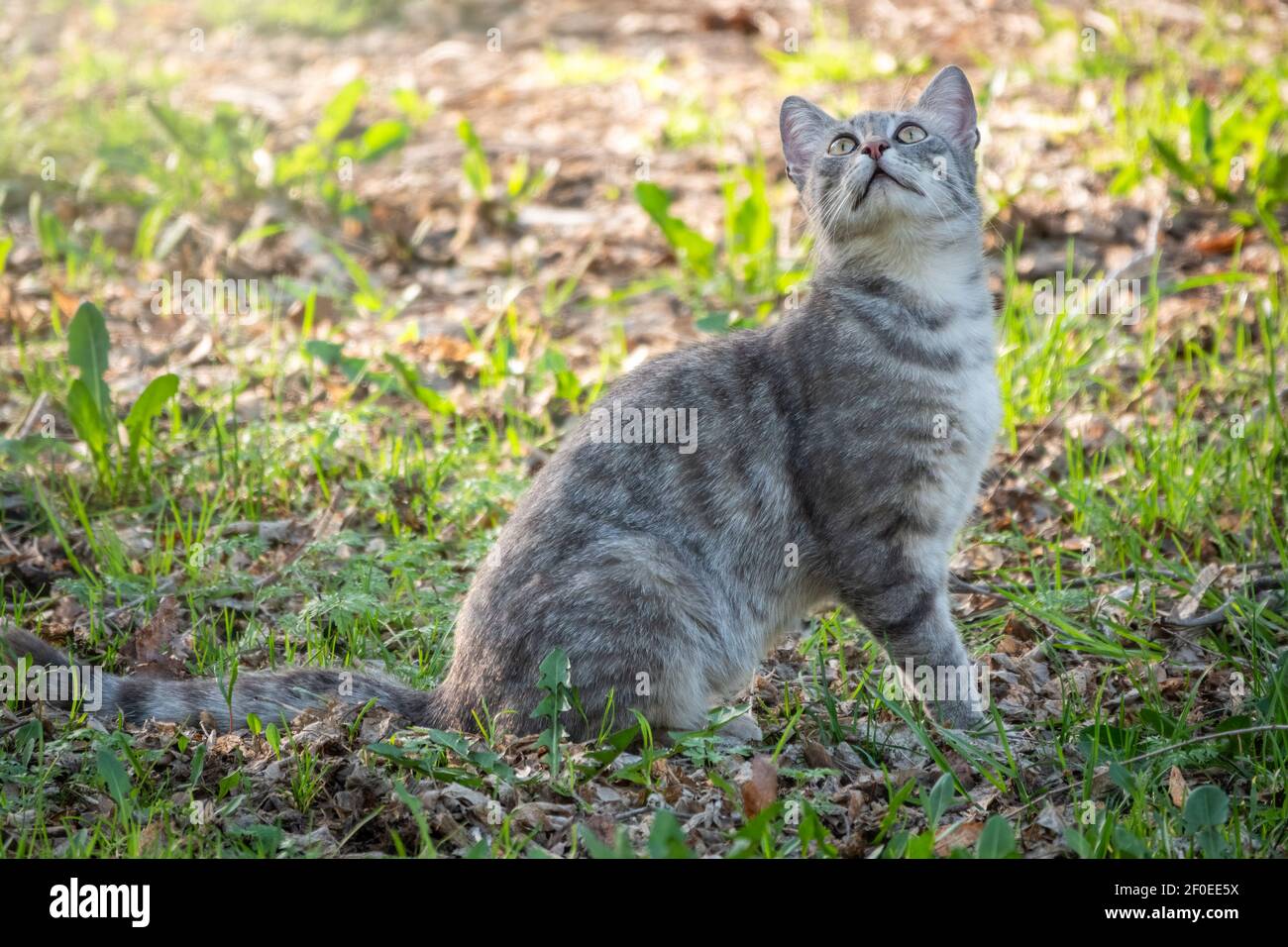 A beautiful fluffy gray cat sits on a green lawn in the sunset light ...