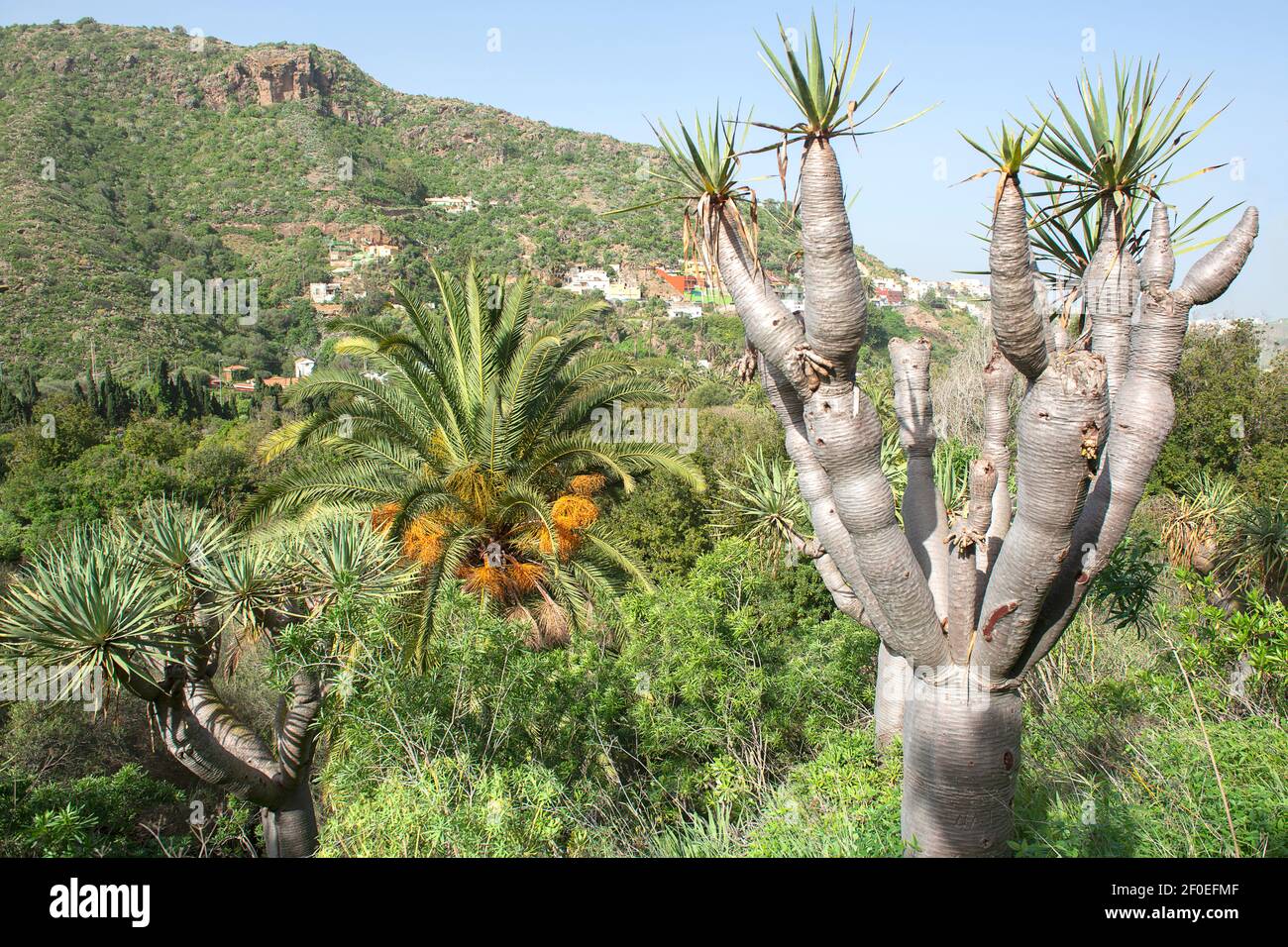 Gran canaria dragon trees hi-res stock photography and images - Alamy