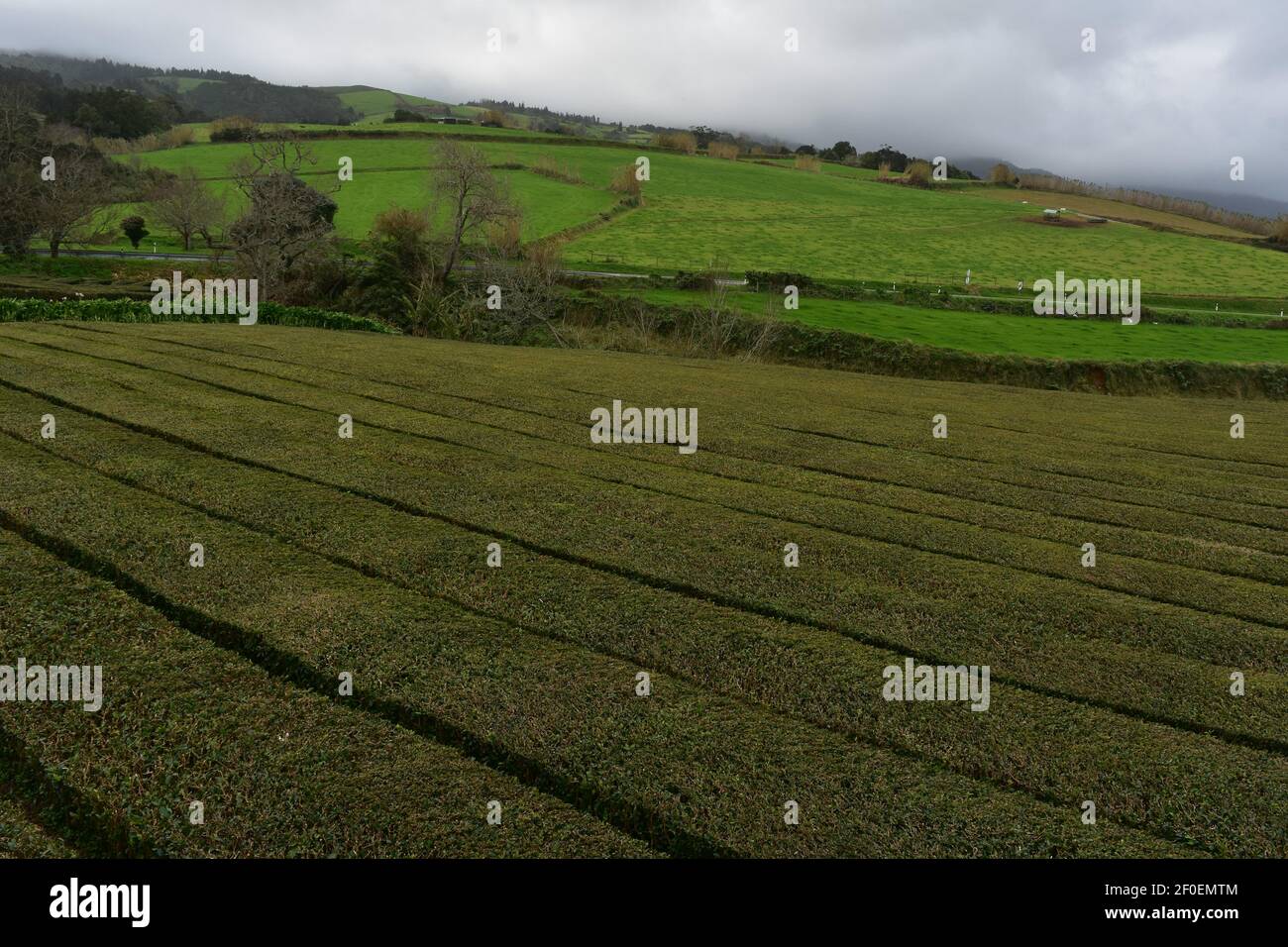 Square manicured tea bushes in rows on a Portugal tea plantation Stock ...