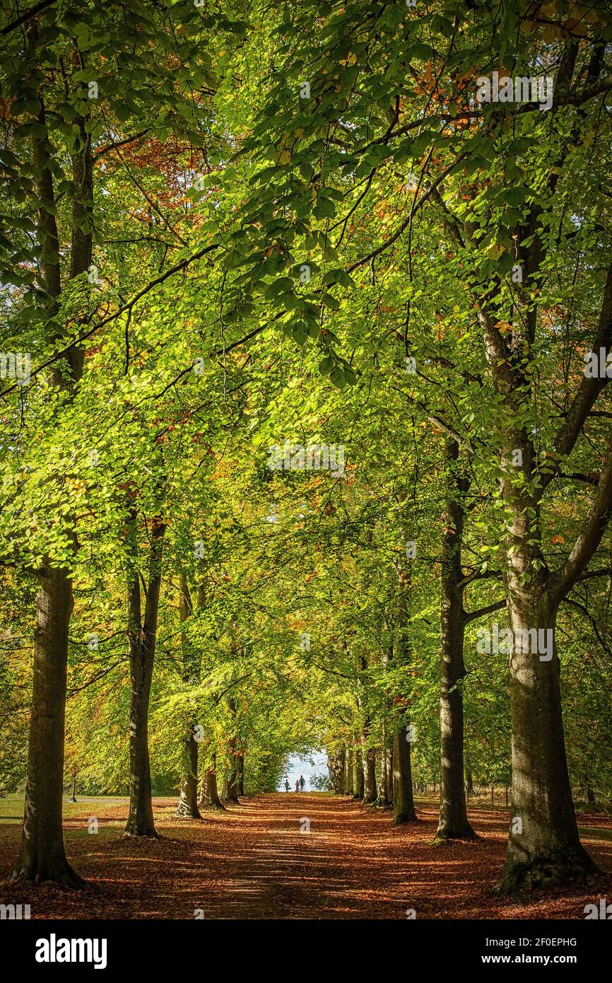 Backaskog High Resolution Stock Photography and Images - Alamy