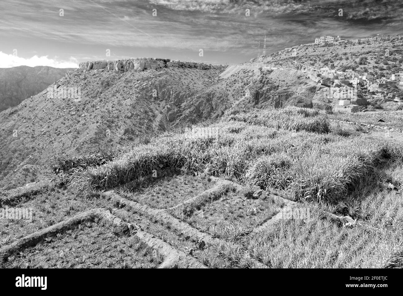 In oman the cultivation of rice plant nature and color hill Stock Photo ...