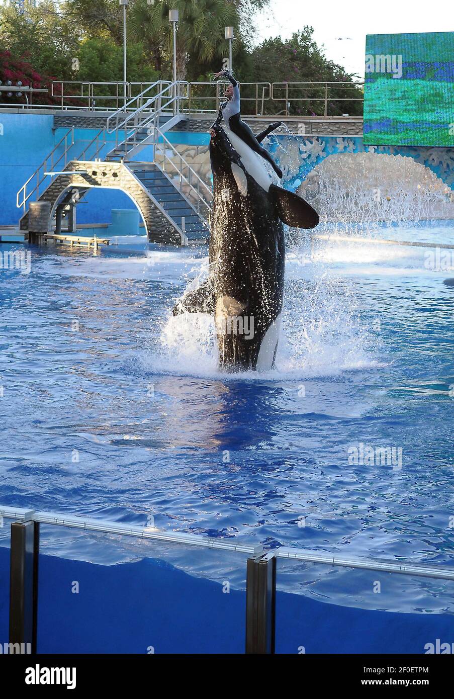 Seaworld Tilikum And Dawn