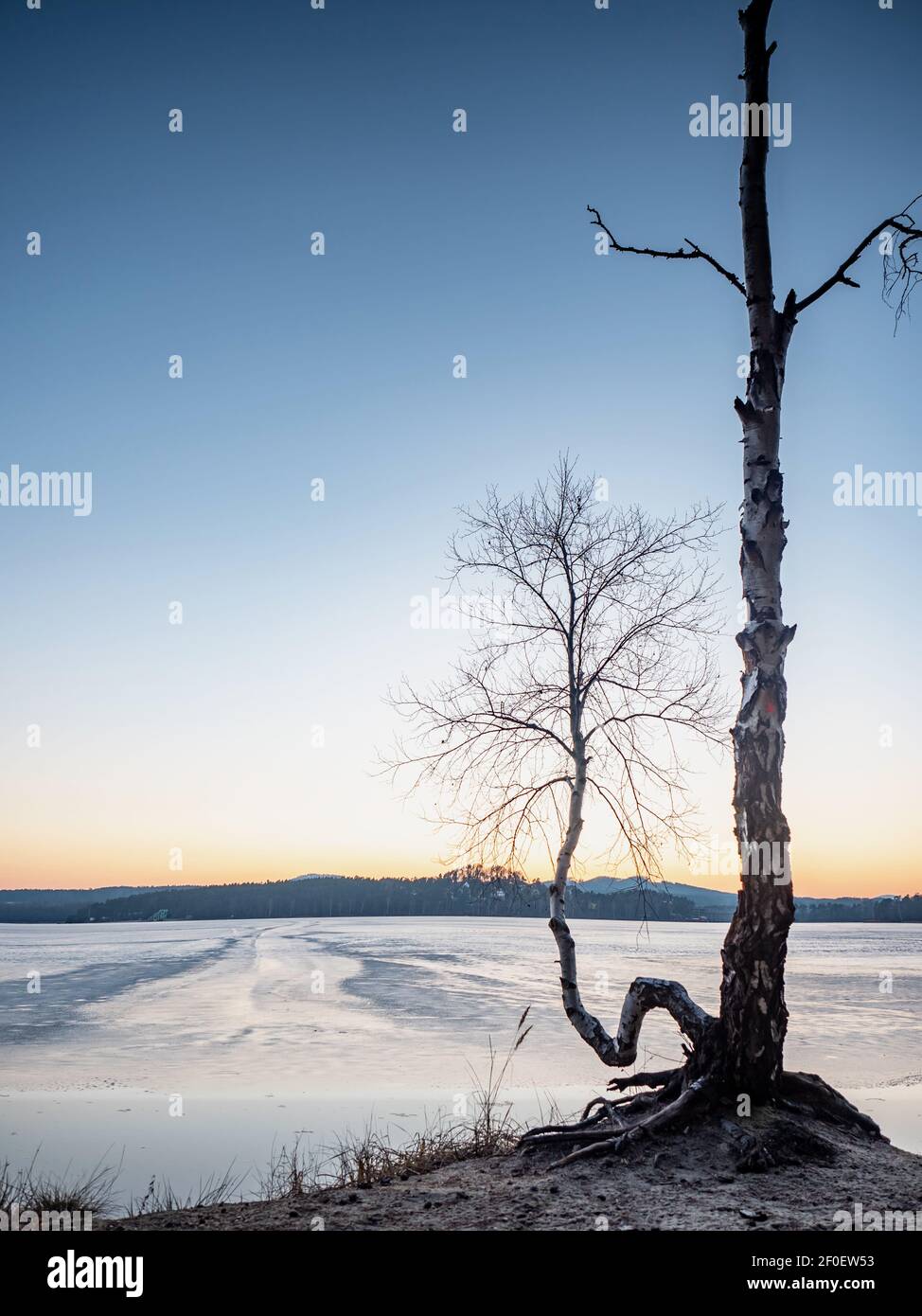 Alaska birch tree trunks hi-res stock photography and images - Alamy