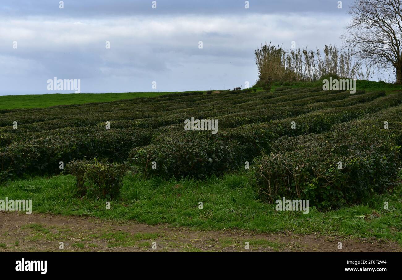 Rows of tea shrubs hi-res stock photography and images - Alamy