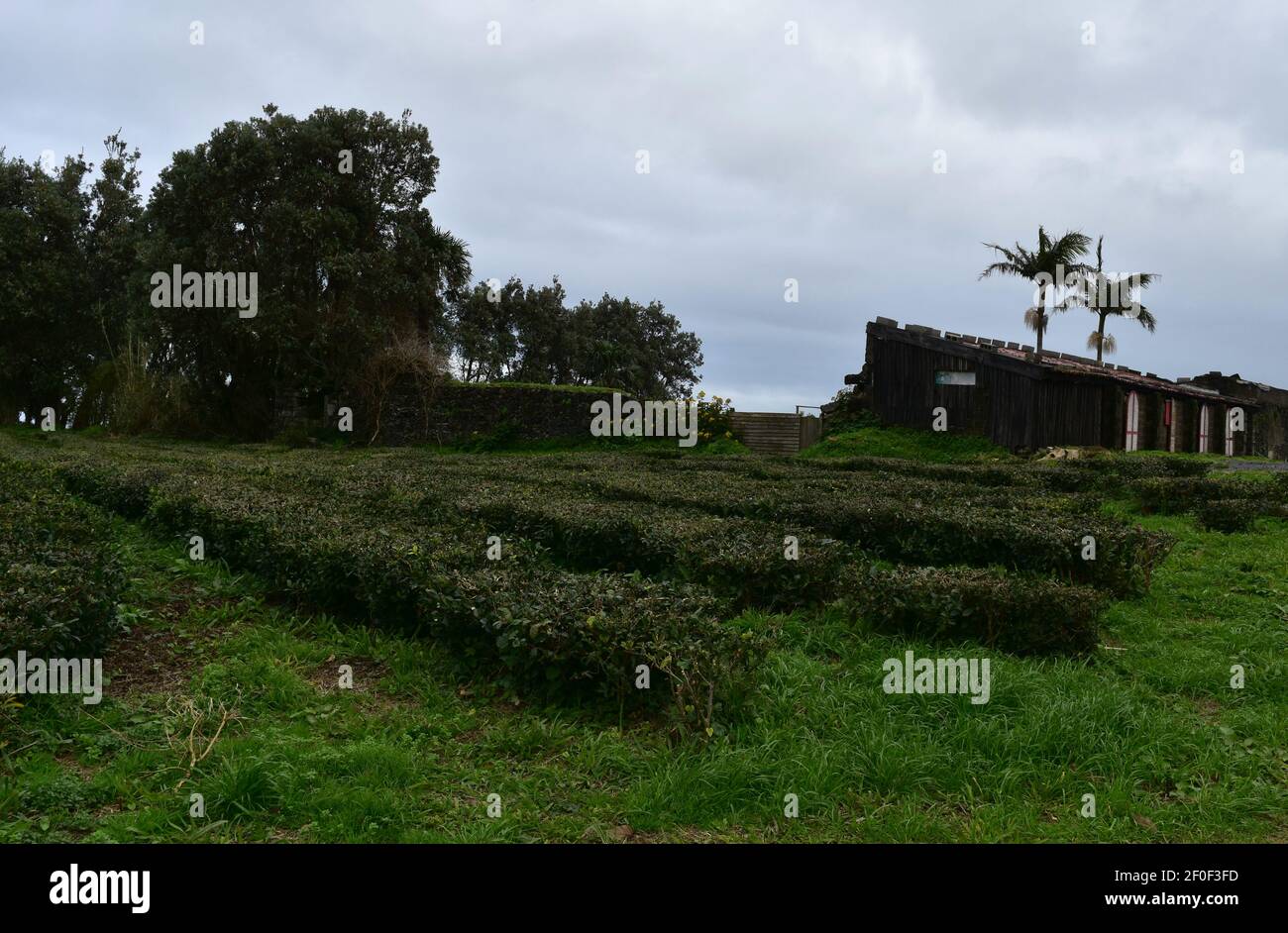 Rural tea plantation with pruned and manicured tea bushes in rows Stock ...
