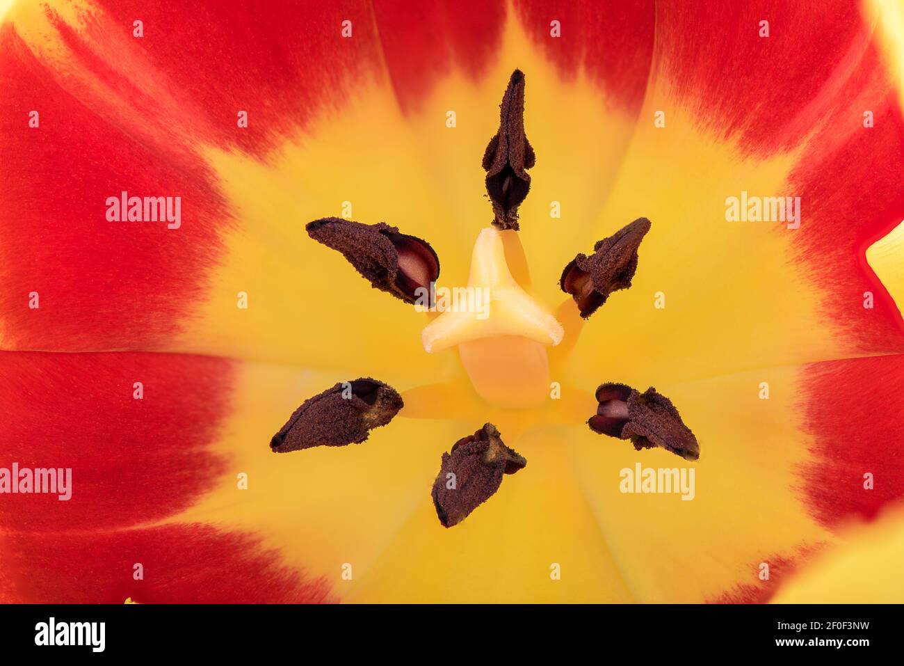 Full frame of tulip flower. Details of inner tulip flower with pistil ...
