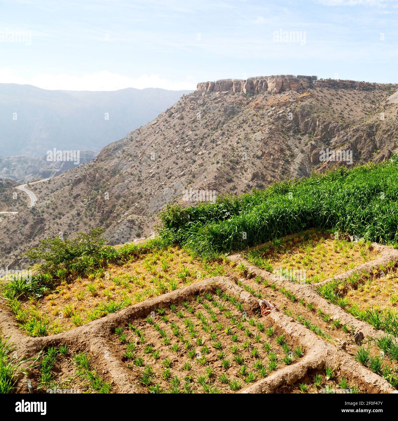 In oman the cultivation of rice plant nature and color hill Stock Photo ...