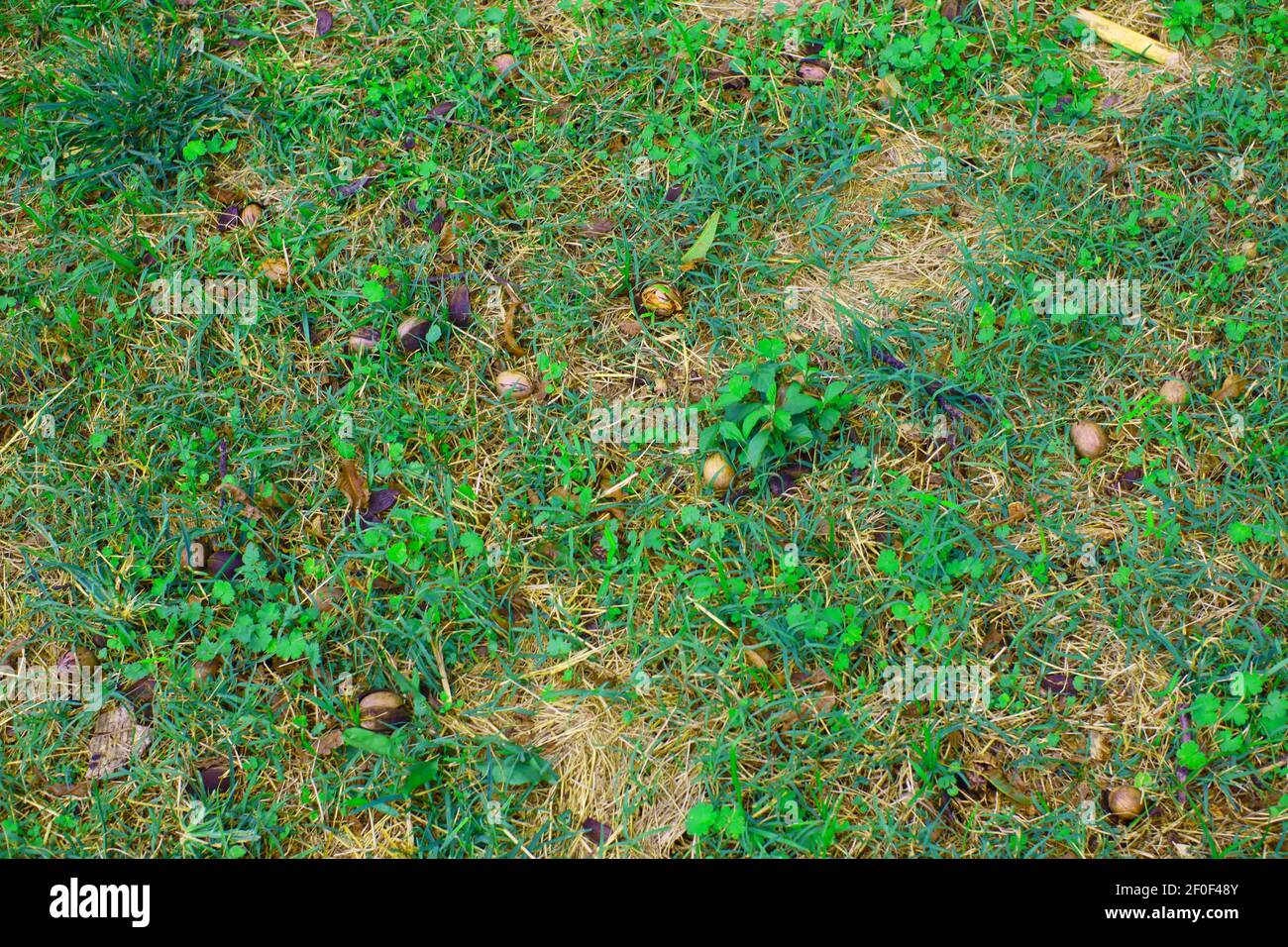 Pecans on the ground for harvest at the end of spring Stock Photo - Alamy