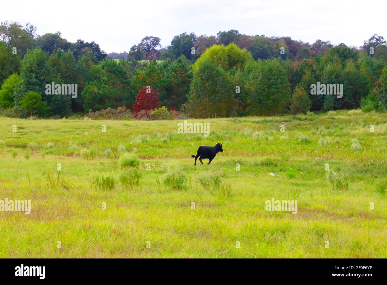 Steer running hi-res stock photography and images - Alamy