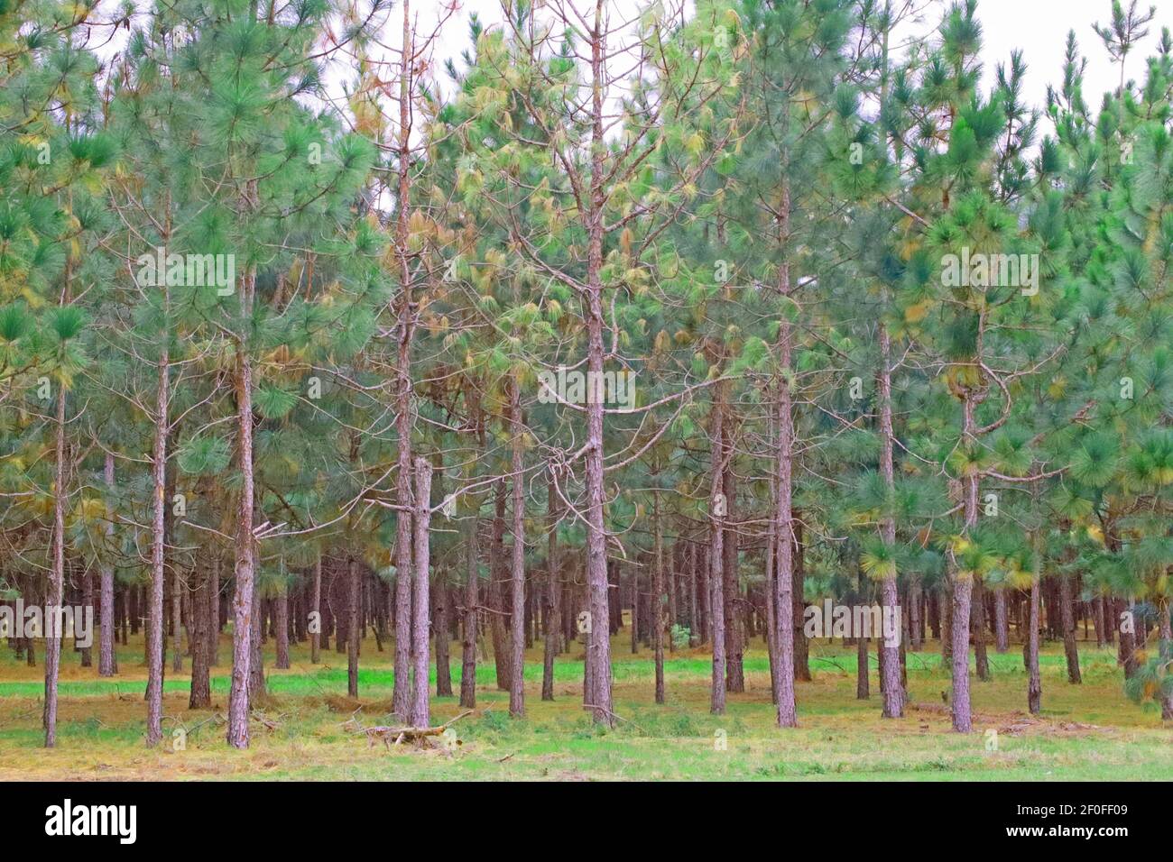 Pine tree farm in the country Stock Photo - Alamy