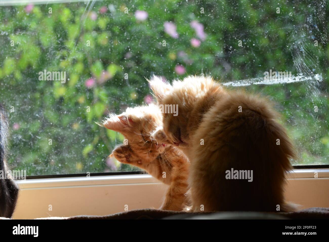 Fluffy kittens playing near a window Stock Photo - Alamy