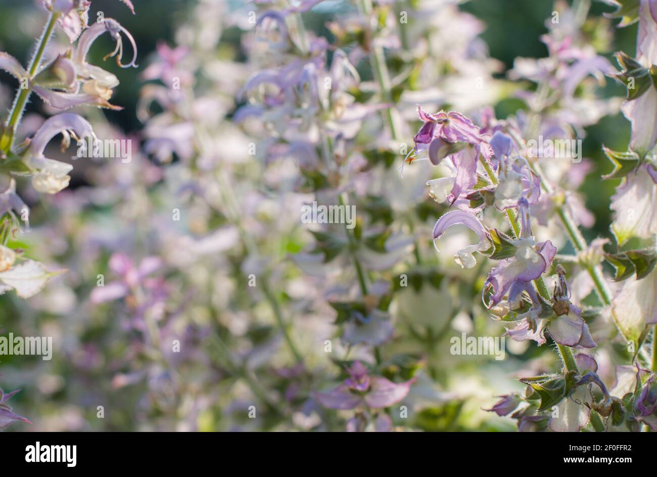 Plant thicket hi-res stock photography and images - Alamy