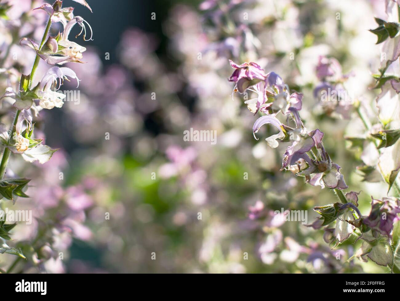 Blooming sage salvia officinalis hi-res stock photography and images ...