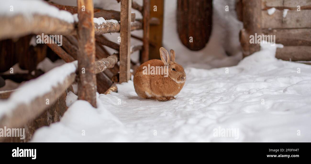 White fluffy rabbit sitting on hi-res stock photography and images - Alamy