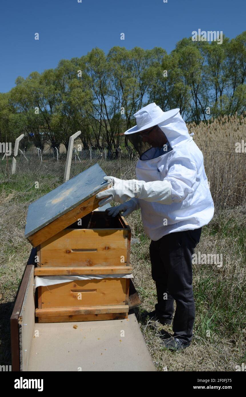 Ankara, Turkey - 2018: The beekeeper works with bees and beehives on ...