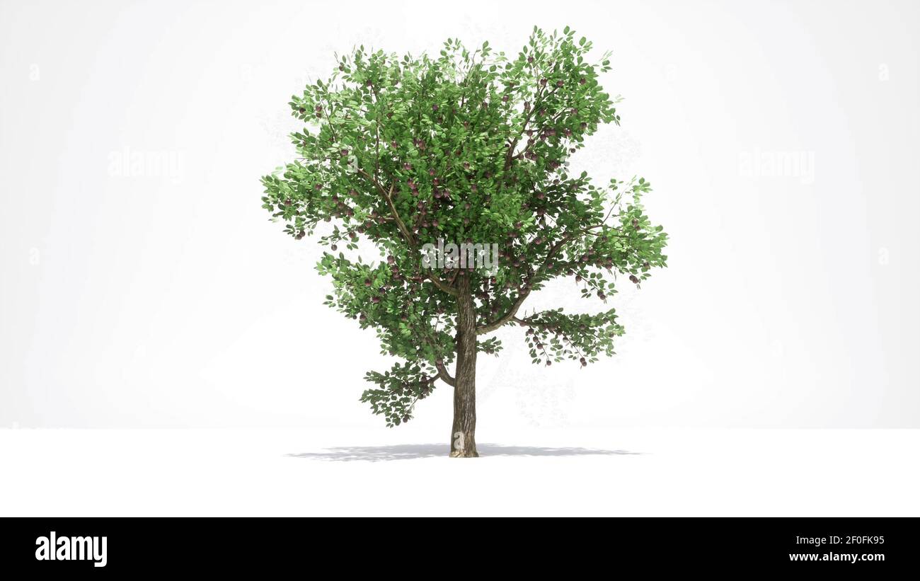 Tree growth on white New life concept 3d render Stock Photo - Alamy